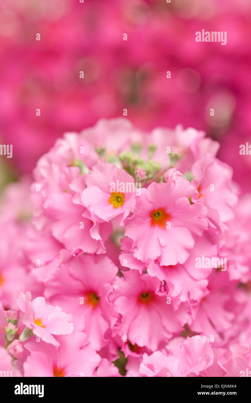 Japanese primrose field hi-res stock photography and images - Alamy