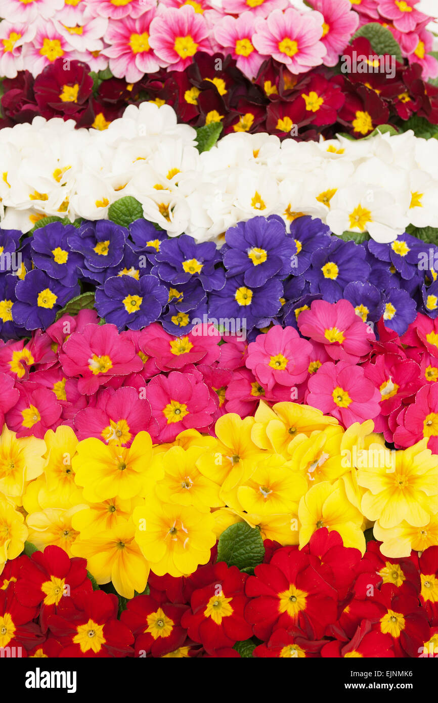 Japanese primrose field hi-res stock photography and images - Alamy