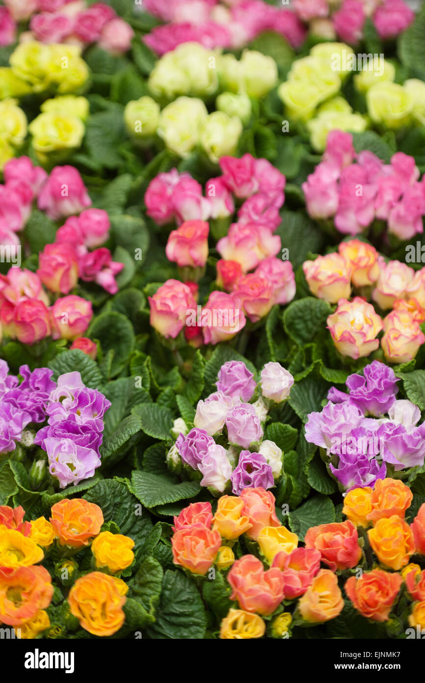 Japanese primrose field hi-res stock photography and images - Alamy