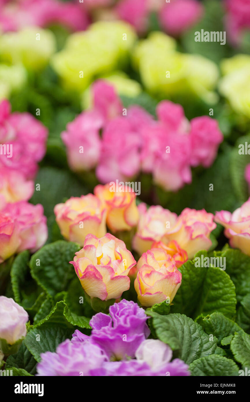 Japanese primrose field hi-res stock photography and images - Alamy