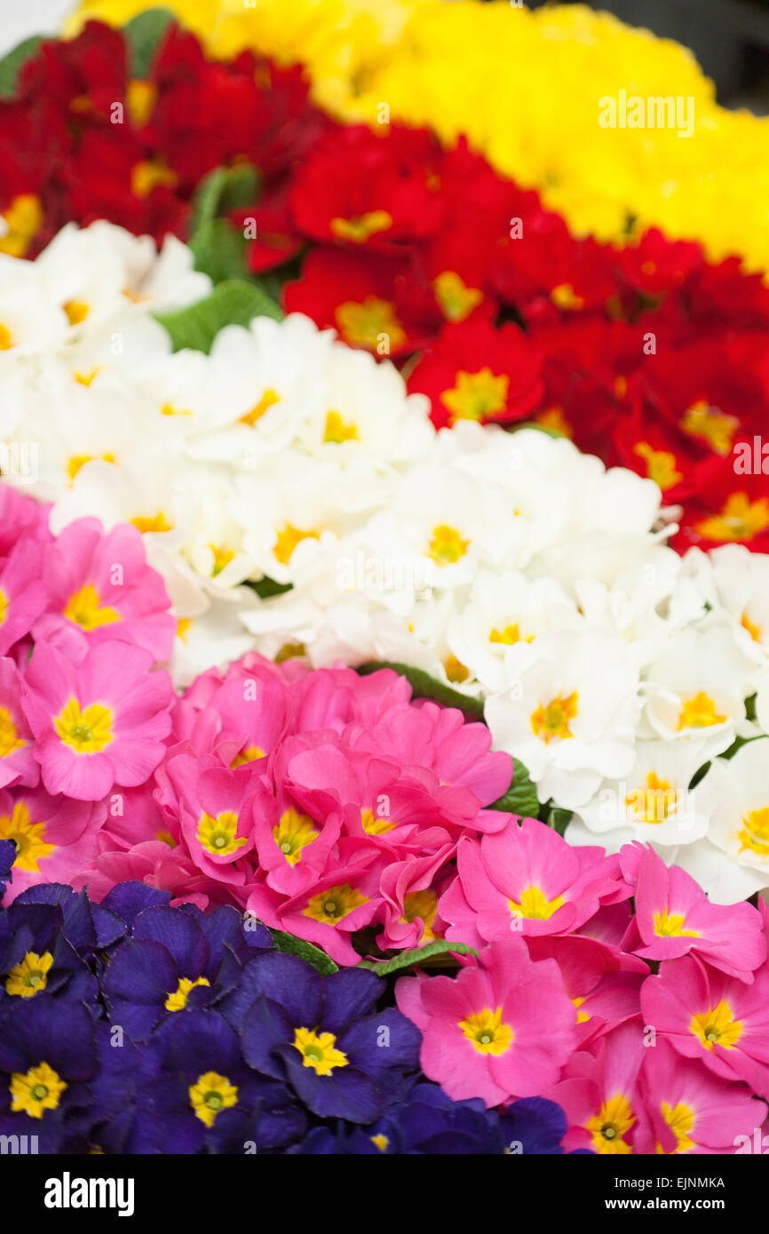 Japanese primrose field hi-res stock photography and images - Alamy