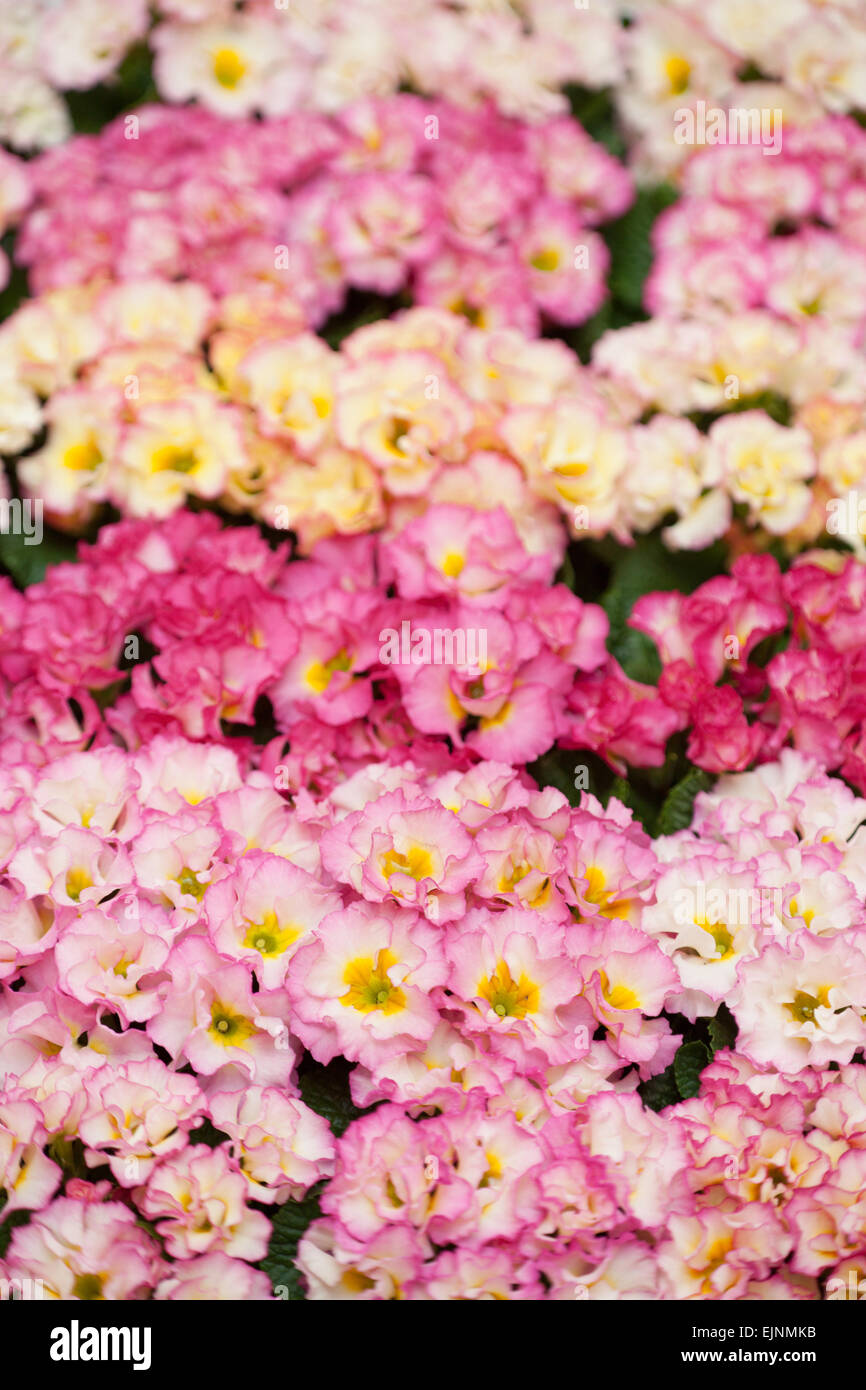 Primrose nursery hi-res stock photography and images - Alamy