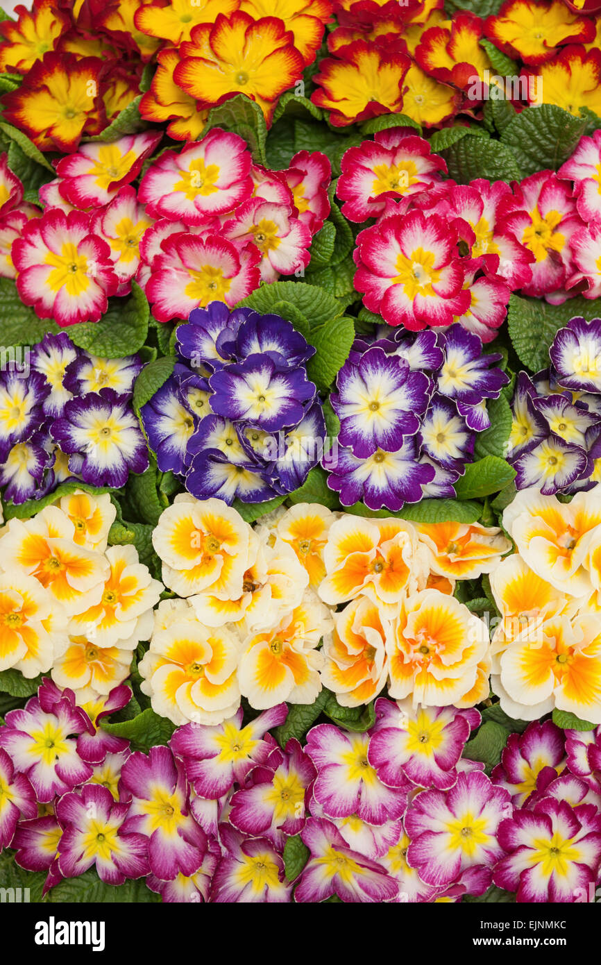 Orange primrose hi-res stock photography and images - Alamy