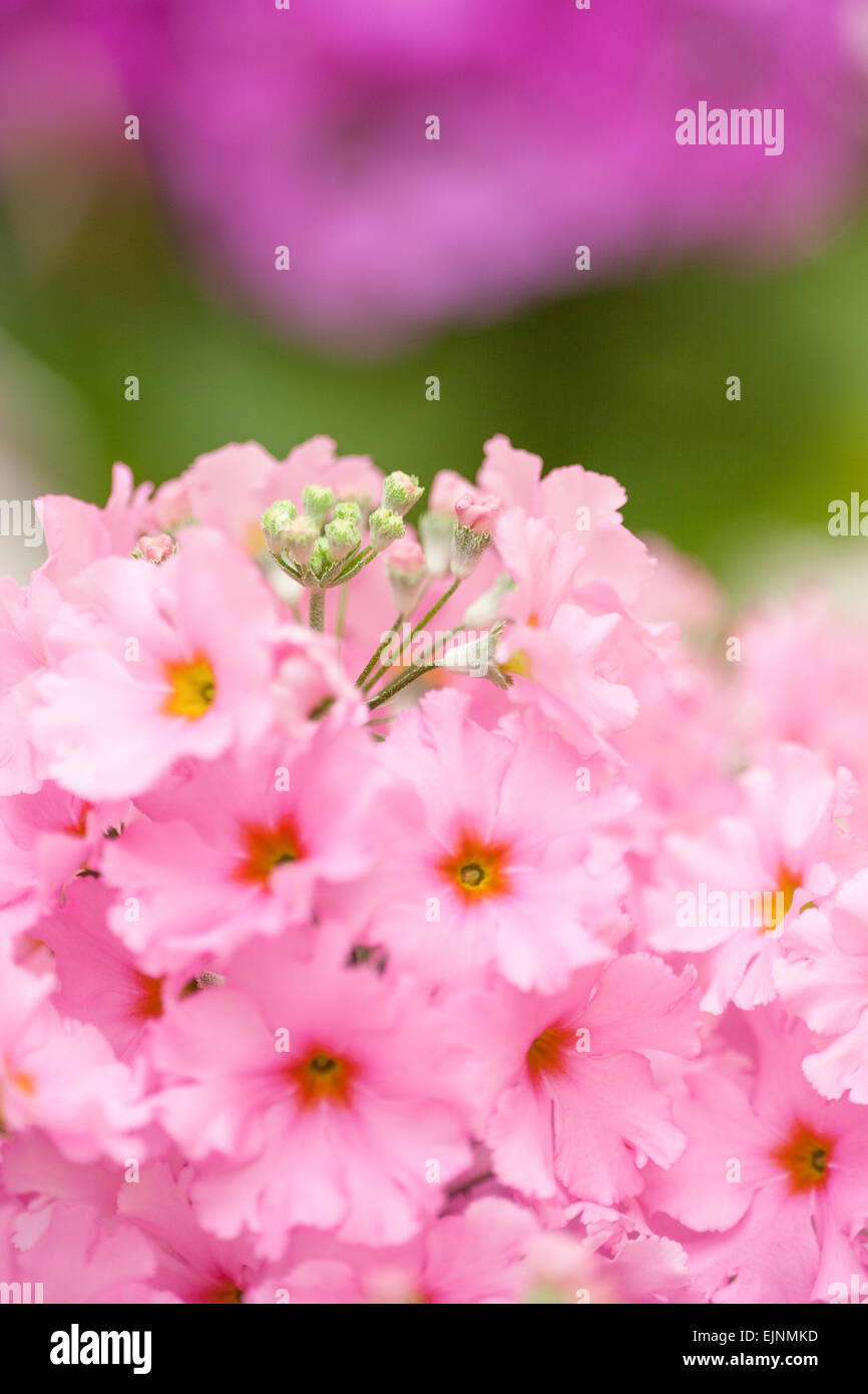 Pink spring flowers of japanese primrose hi-res stock photography and ...