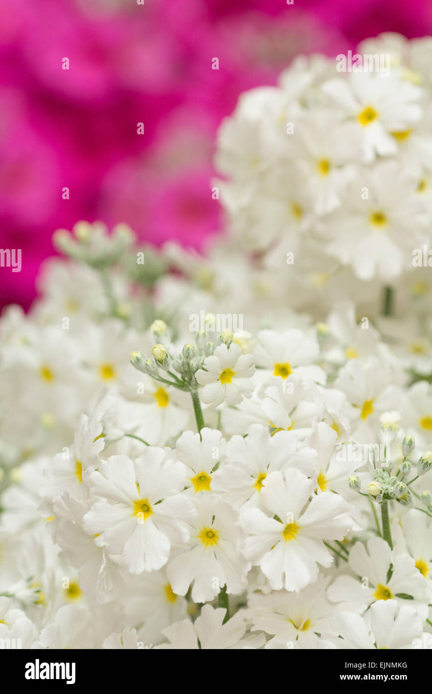 Primula sieboldii japanese primrose hi-res stock photography and images ...