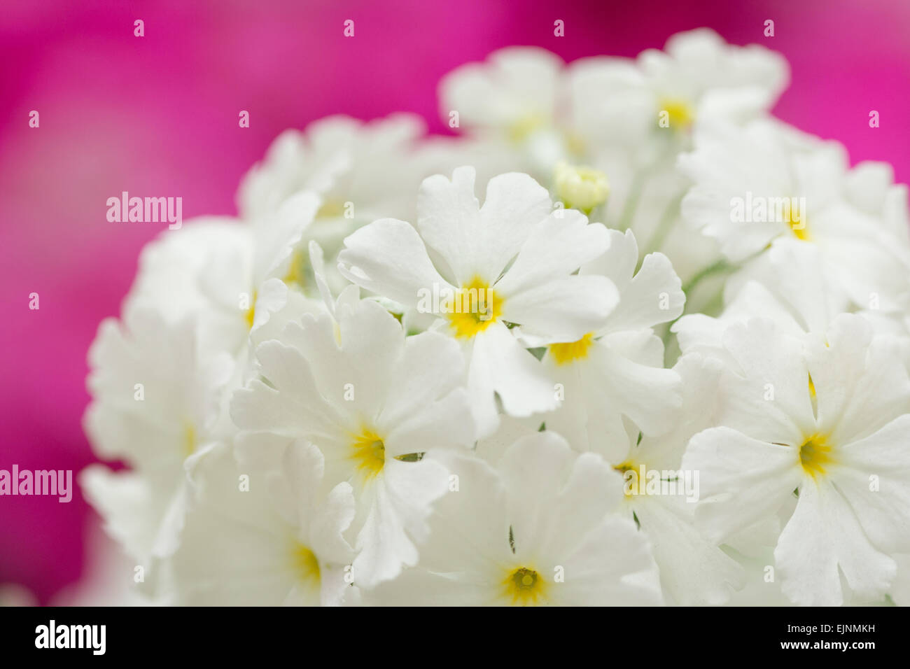 Primula malacoides hi-res stock photography and images - Alamy