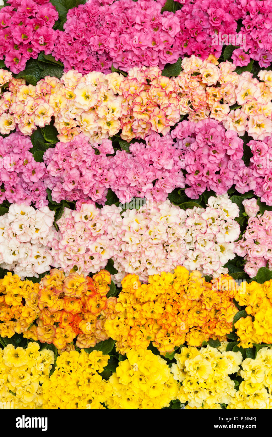 Primrose nursery hi-res stock photography and images - Alamy