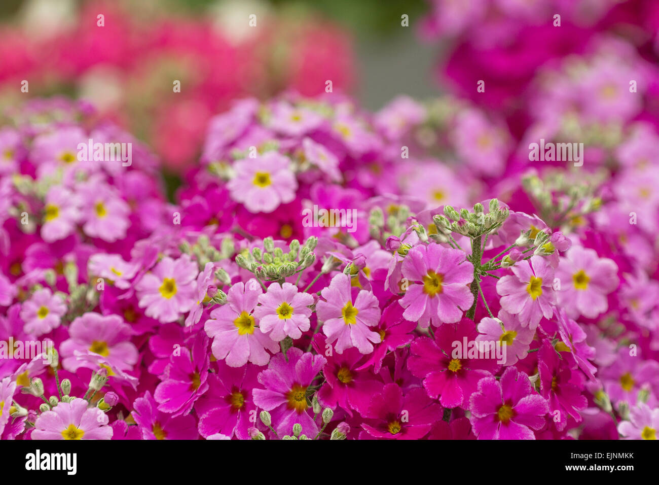 Pink spring flowers of japanese primrose hi-res stock photography and ...