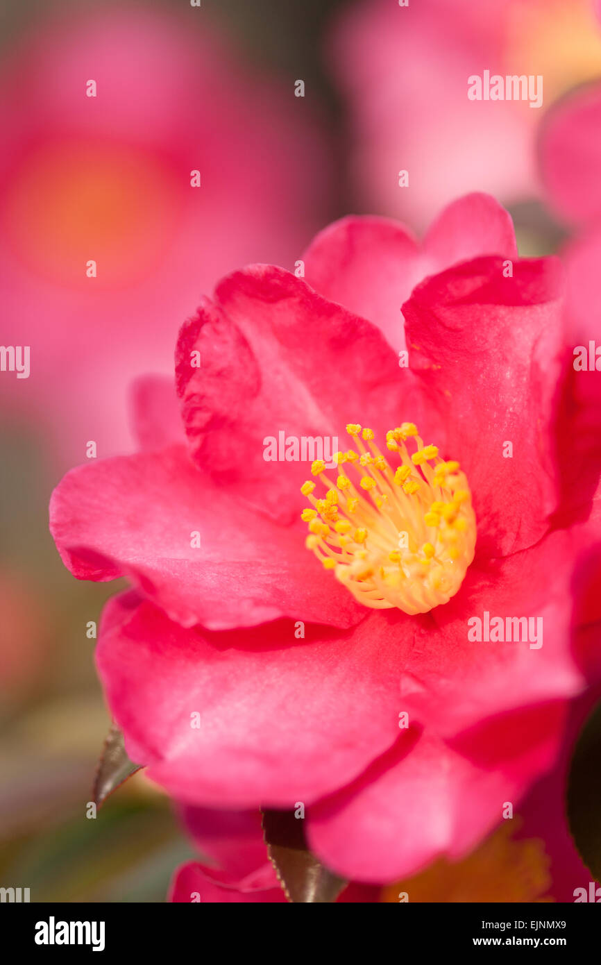 Yuletide camellia hi-res stock photography and images - Alamy