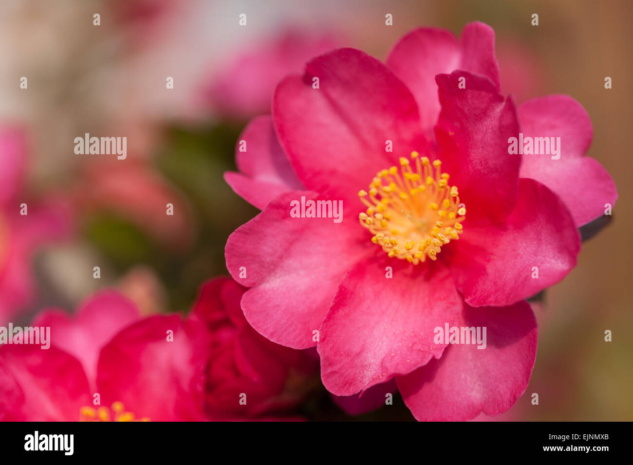 Yuletide camellia hi-res stock photography and images - Alamy