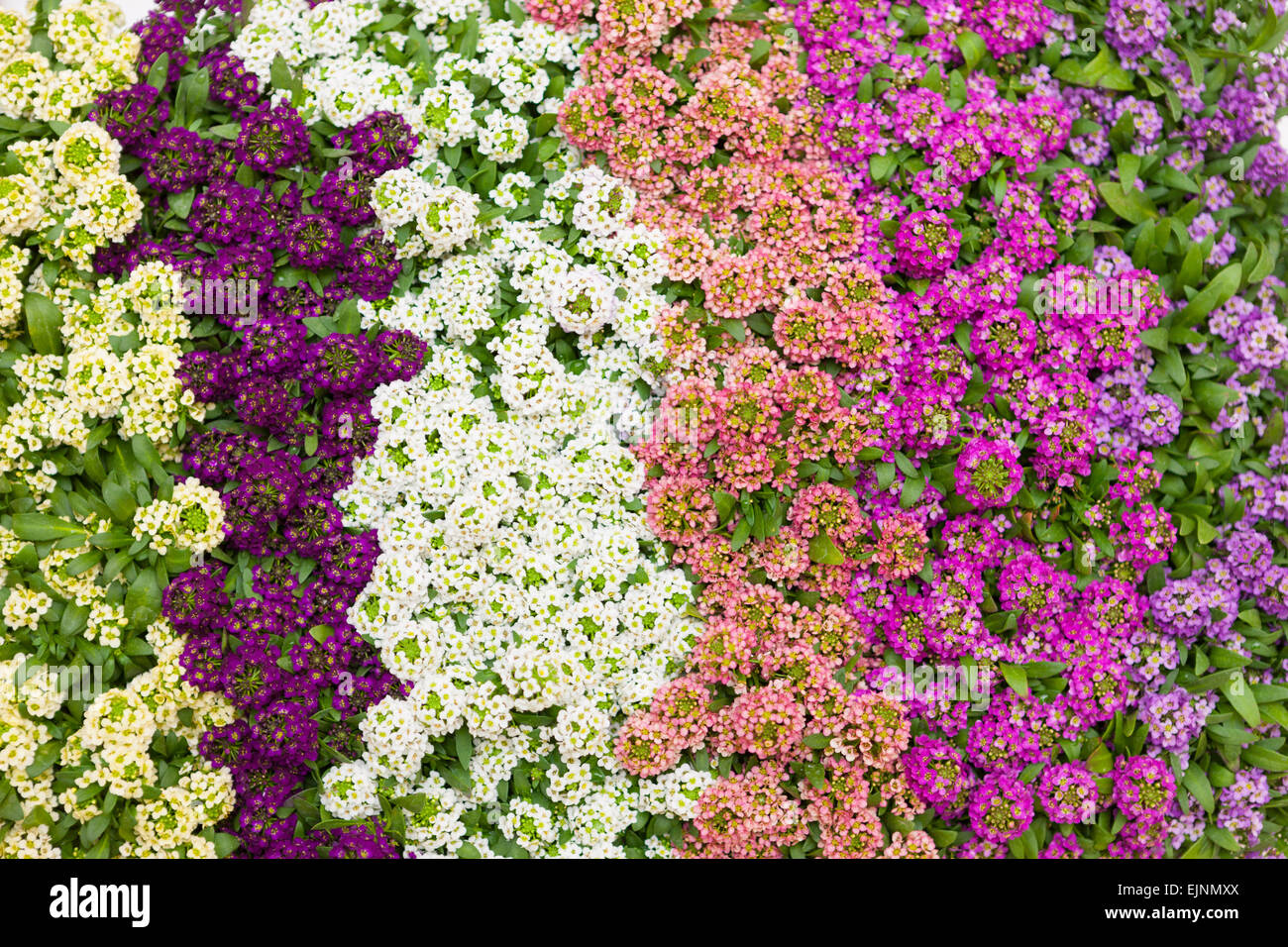 Purple alyssum flower hi-res stock photography and images - Alamy