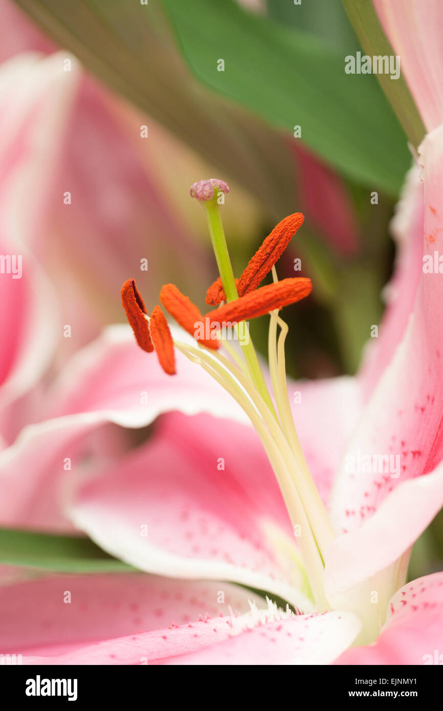 Oriental lily marlon hi-res stock photography and images - Alamy