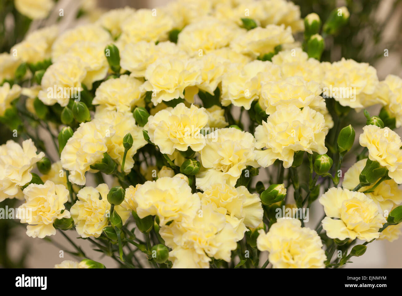 Carnation group hi-res stock photography and images - Alamy