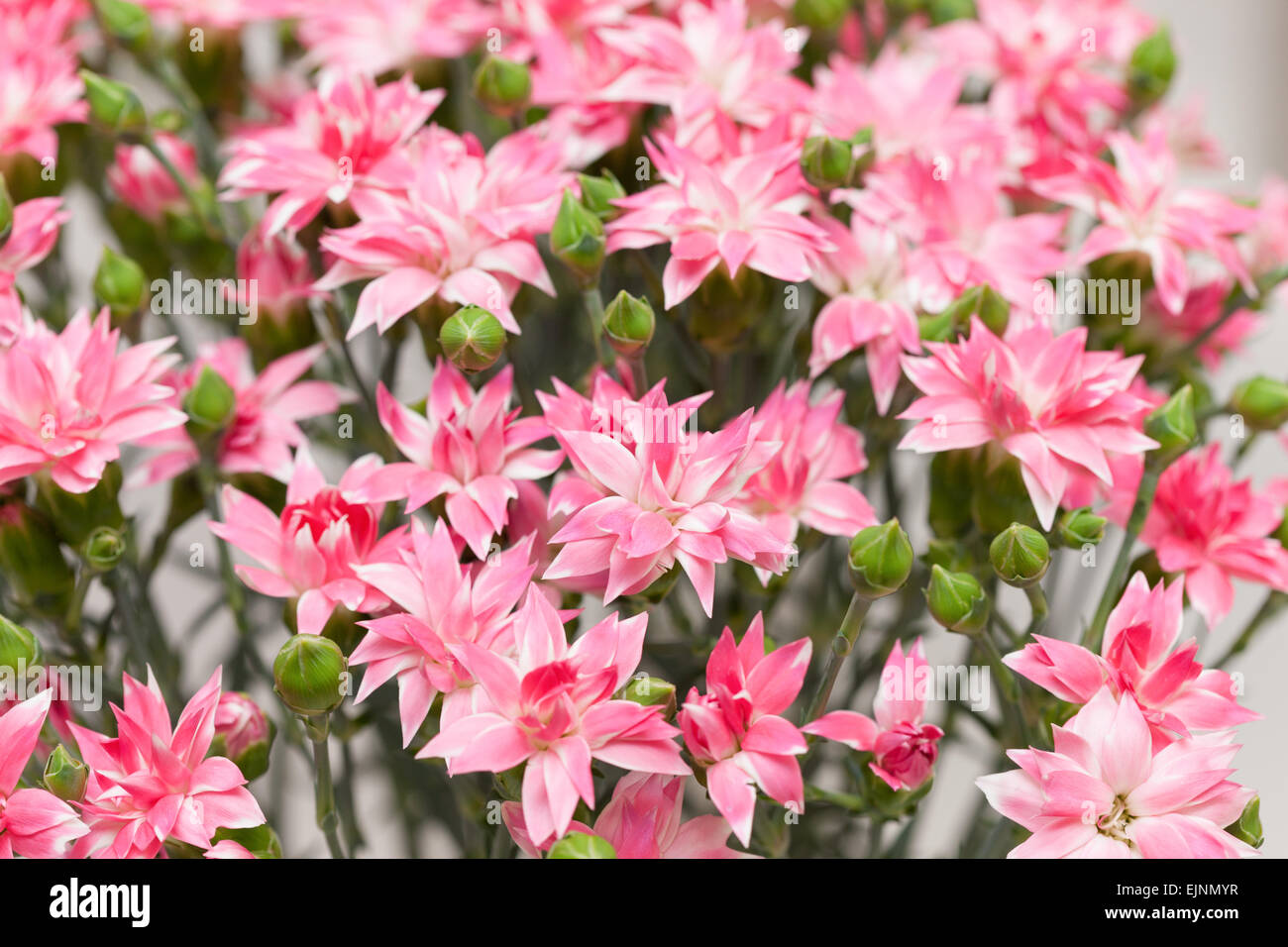 Carnation plants hi-res stock photography and images - Alamy