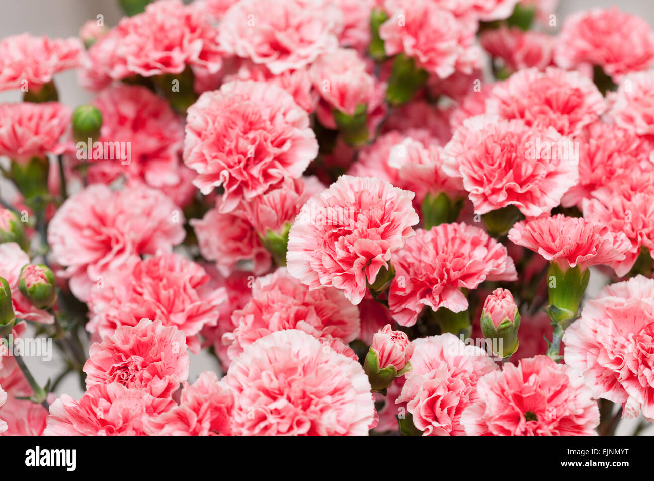 Carnation group hi-res stock photography and images - Alamy
