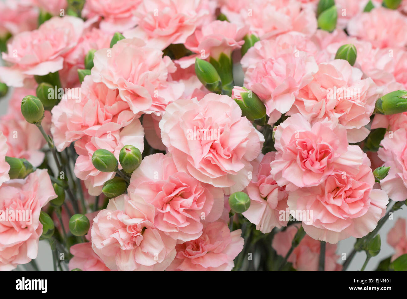Carnation group hi-res stock photography and images - Alamy