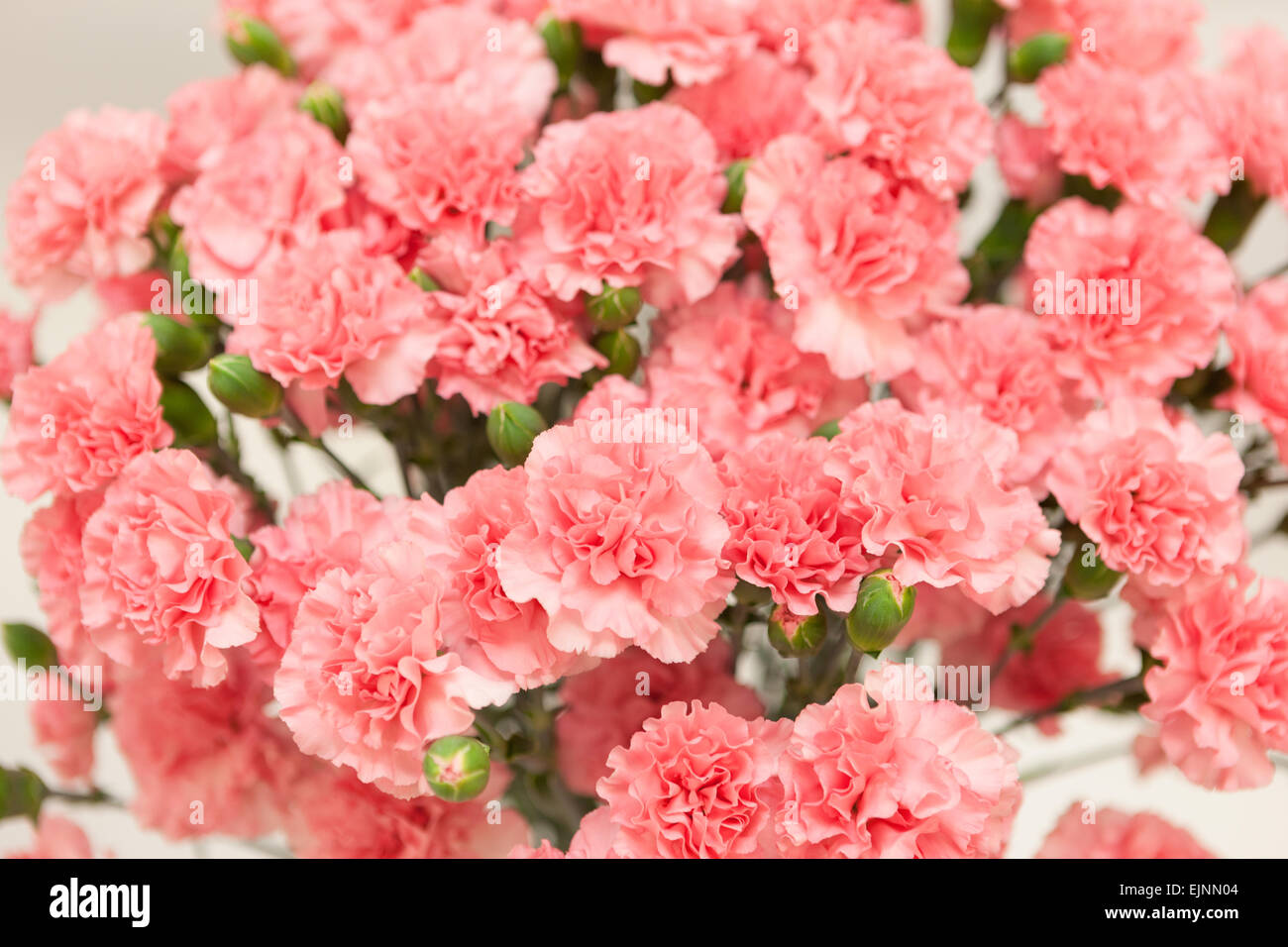 Carnation hi-res stock photography and images - Alamy