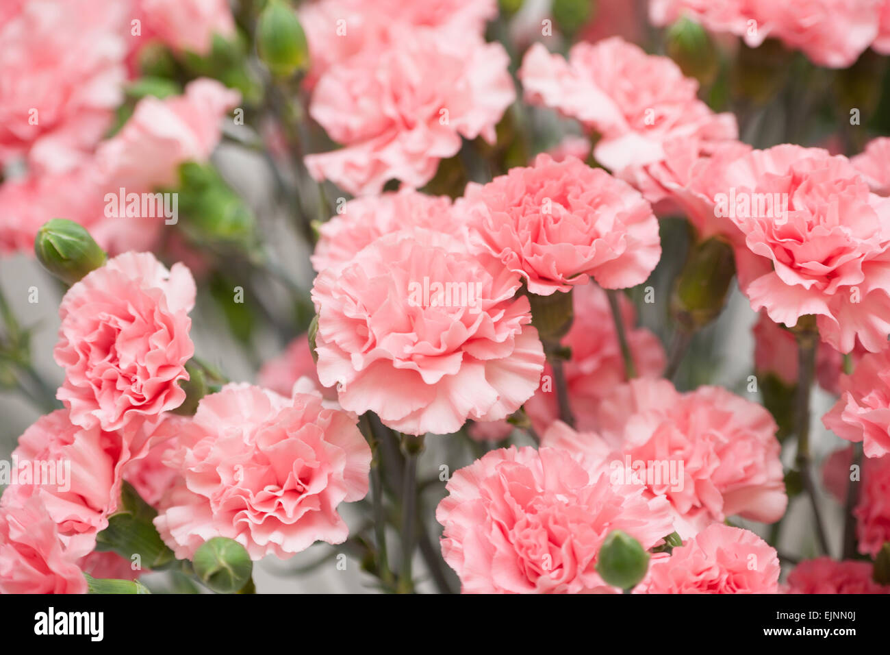 Carnation plants hi-res stock photography and images - Alamy