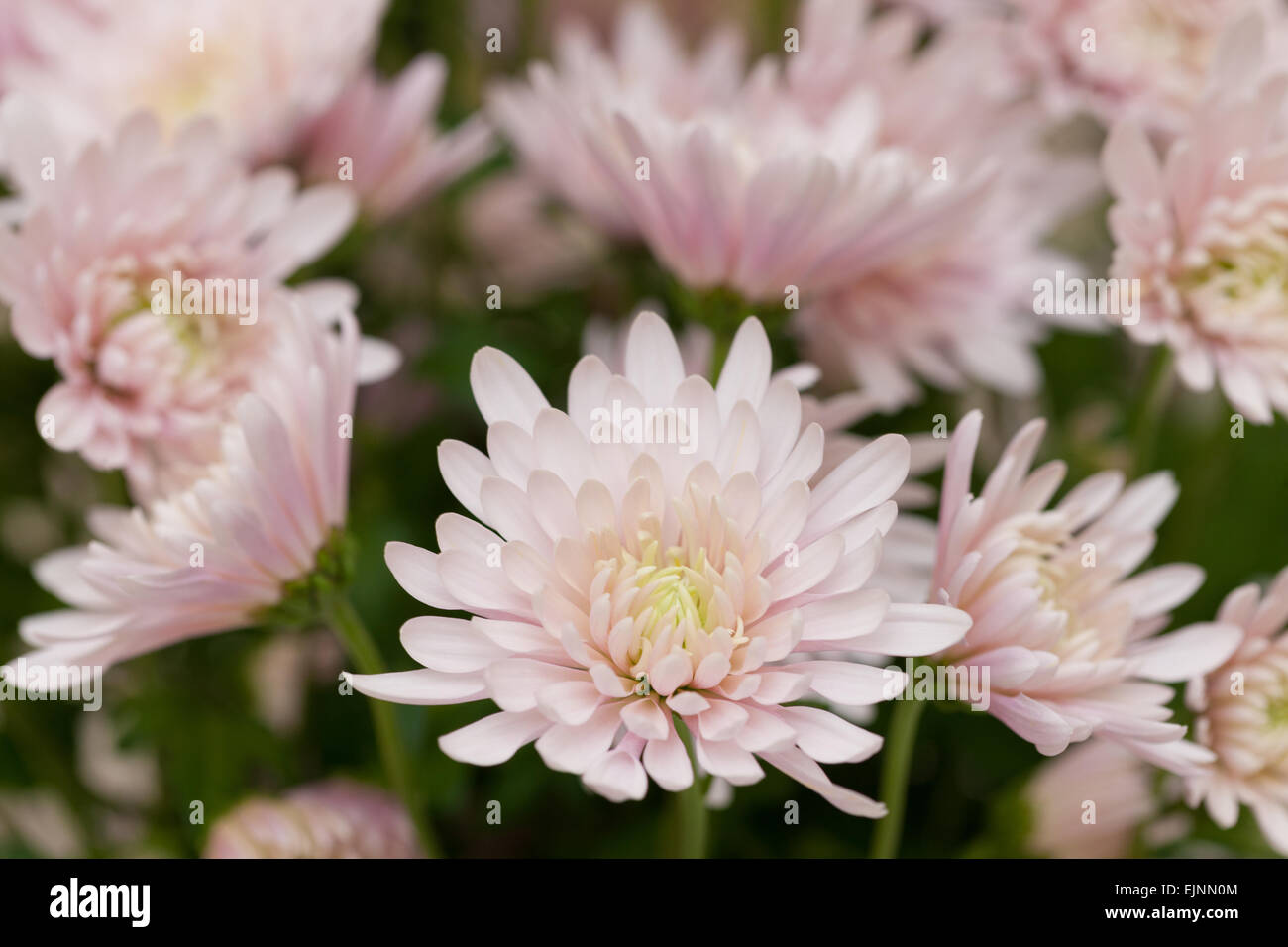 Multiple mums hi-res stock photography and images - Alamy