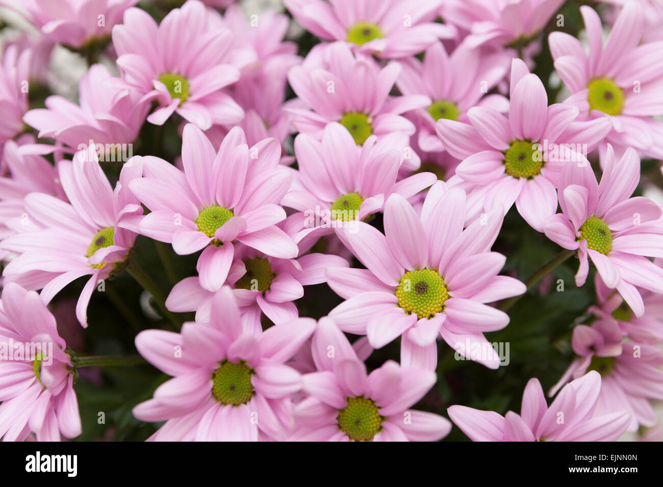 Multiple mums hi-res stock photography and images - Alamy