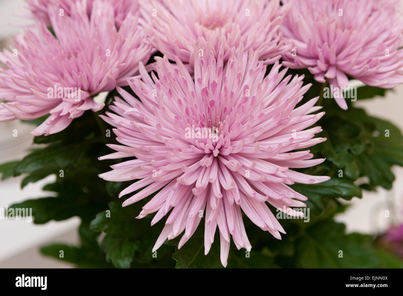 Multiple mums hi-res stock photography and images - Alamy