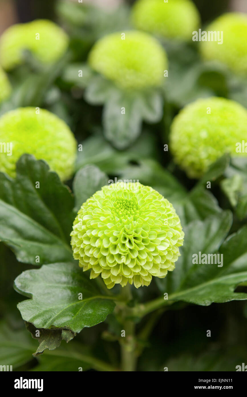 Multiple mums hi-res stock photography and images - Alamy