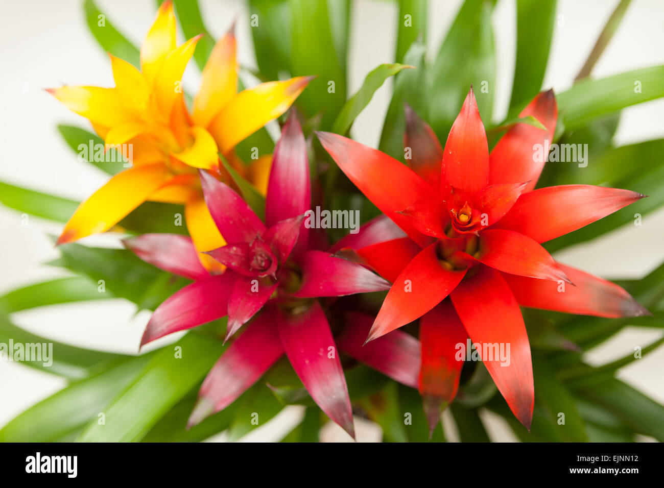 Yellow guzmania hi-res stock photography and images - Alamy
