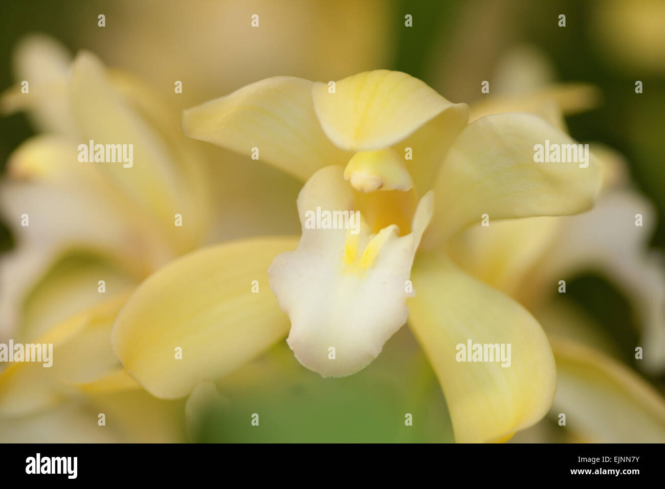 Orchid cream colored hi-res stock photography and images - Alamy