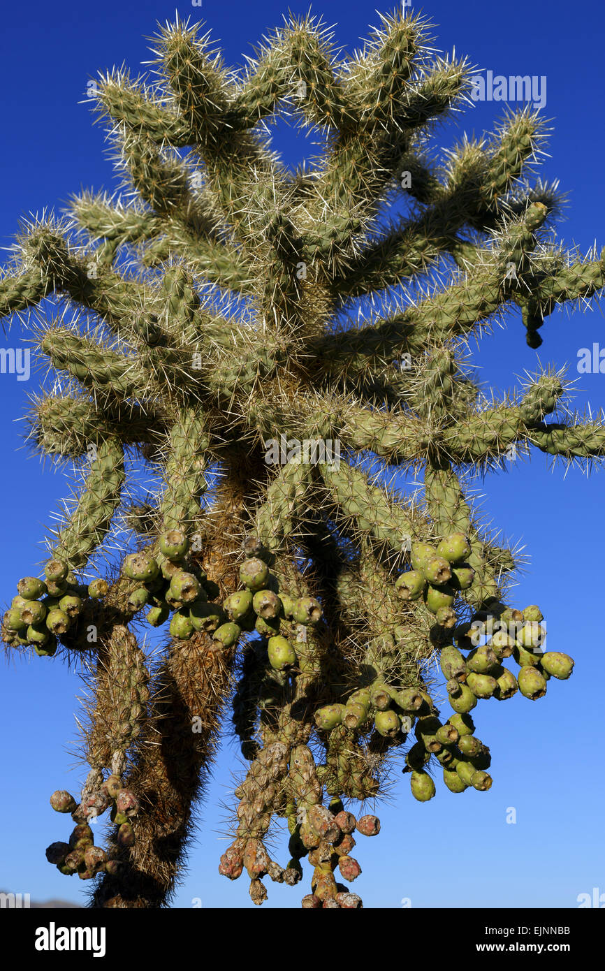 Cholla cactus in saguaro hi-res stock photography and images - Alamy