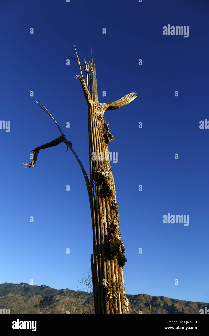 Bare wooden ribs showing of a dead Saguaro cactus (Carnegiea gigantea ...