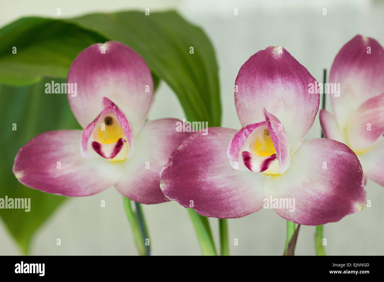 Lycaste hi-res stock photography and images - Alamy