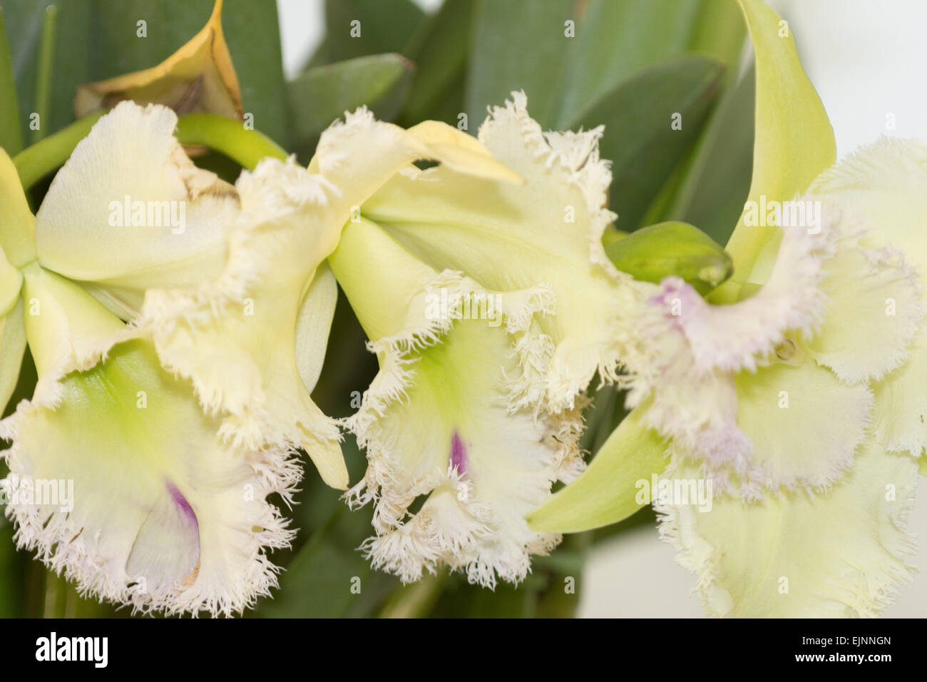 Orchid cream colored hi-res stock photography and images - Alamy