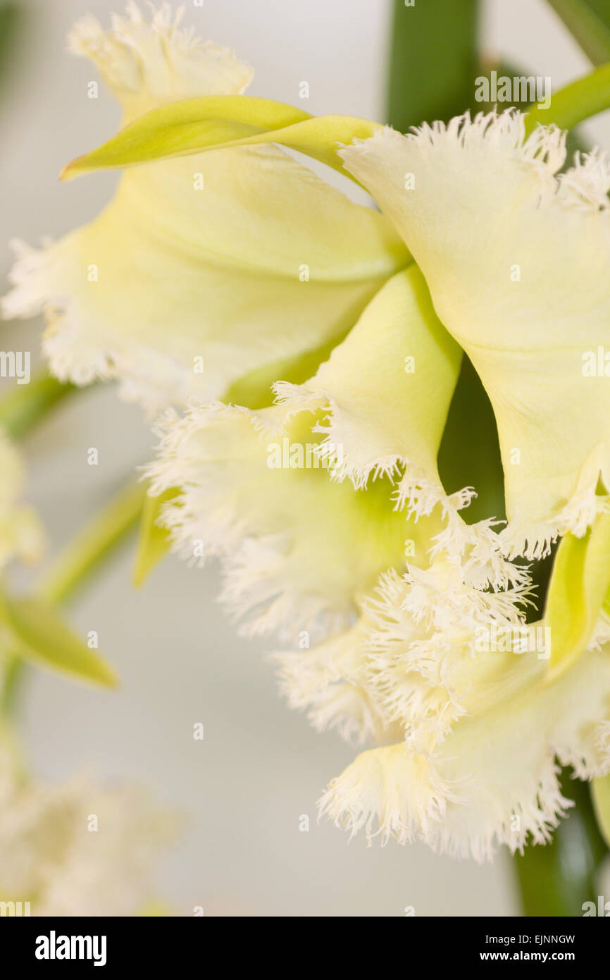 Orchid cream colored hi-res stock photography and images - Alamy