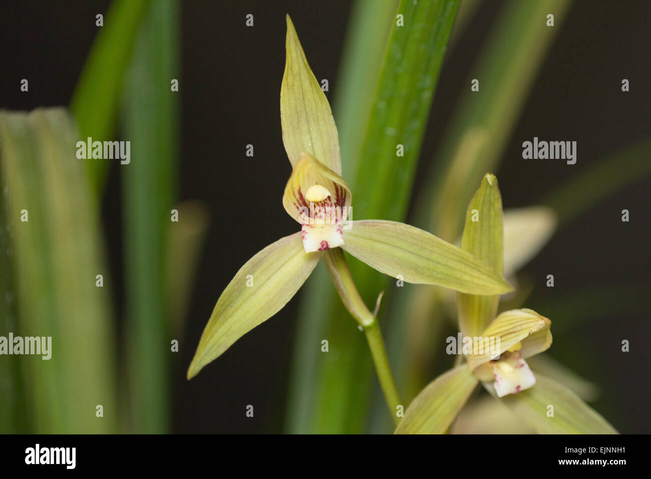 Goeringii hi-res stock photography and images - Alamy