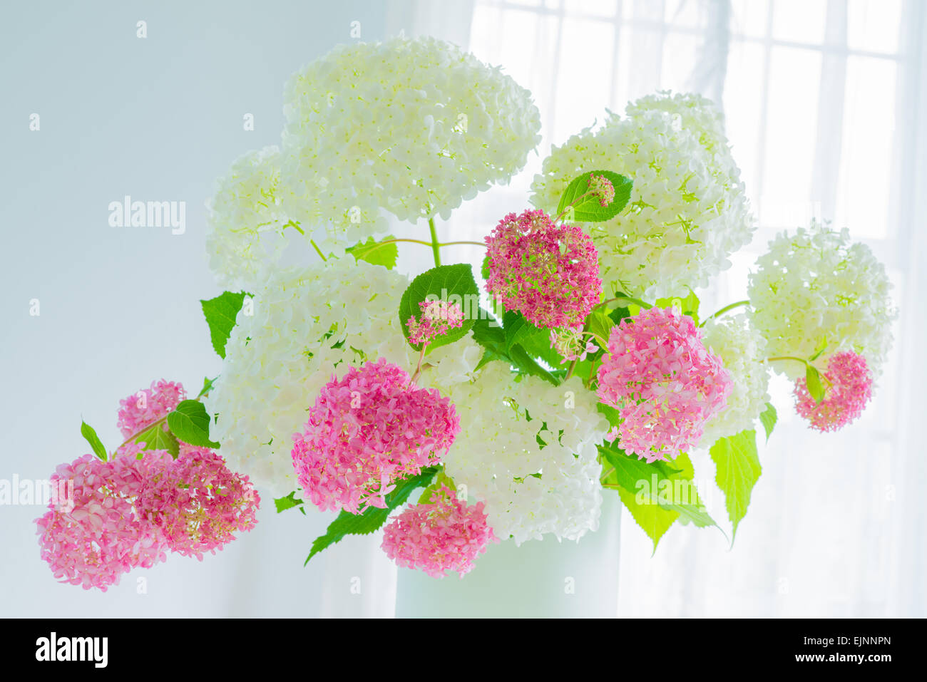 Hydrangea Family High Resolution Stock Photography and Images - Alamy