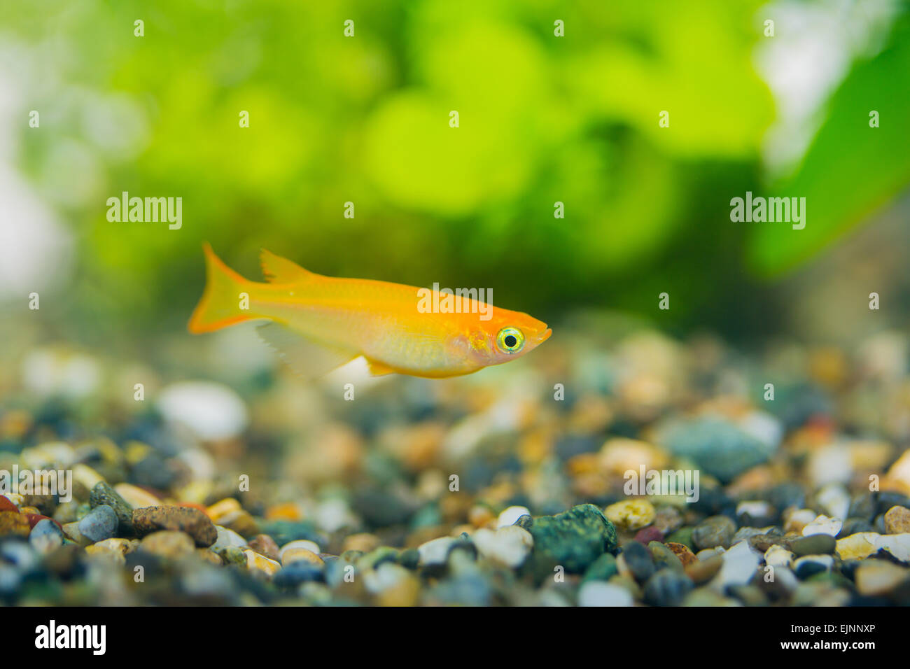 Japanese Rice Fish Stock Photo - Alamy