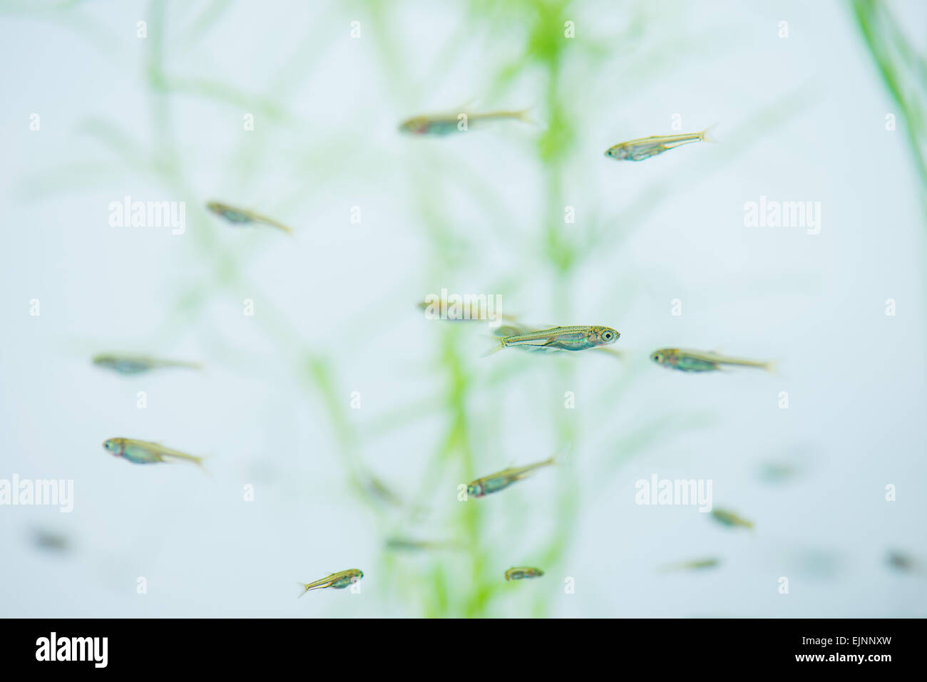 Japanese Rice Fish Stock Photo - Alamy
