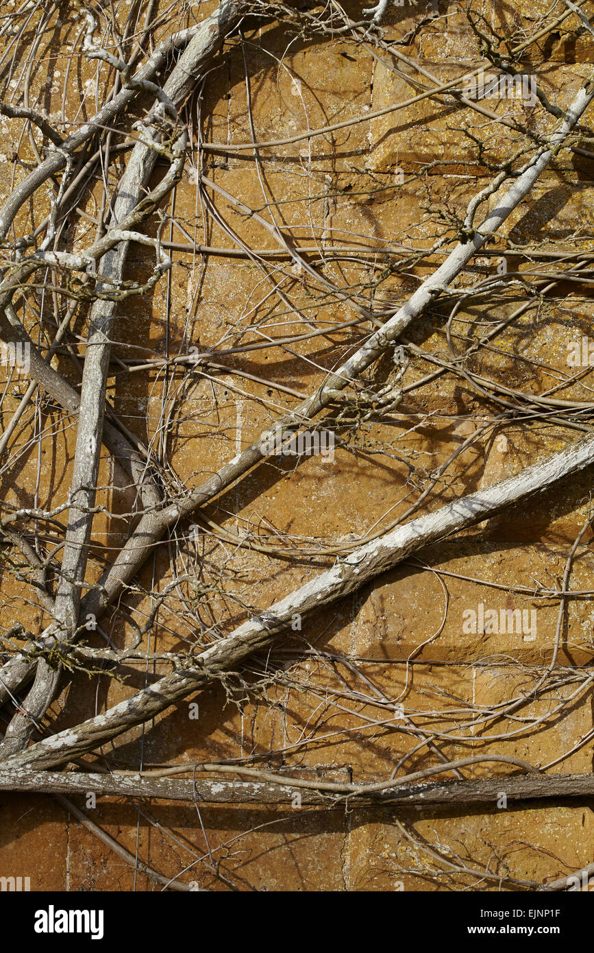 Dead ivy covers a stone wall Stock Photo - Alamy