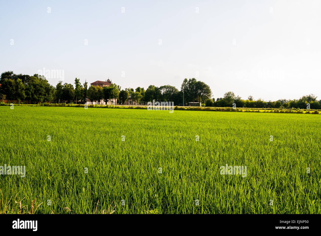 The cultivation of rice, Po Valley, Novara, Piedmont, Italy Stock Photo ...