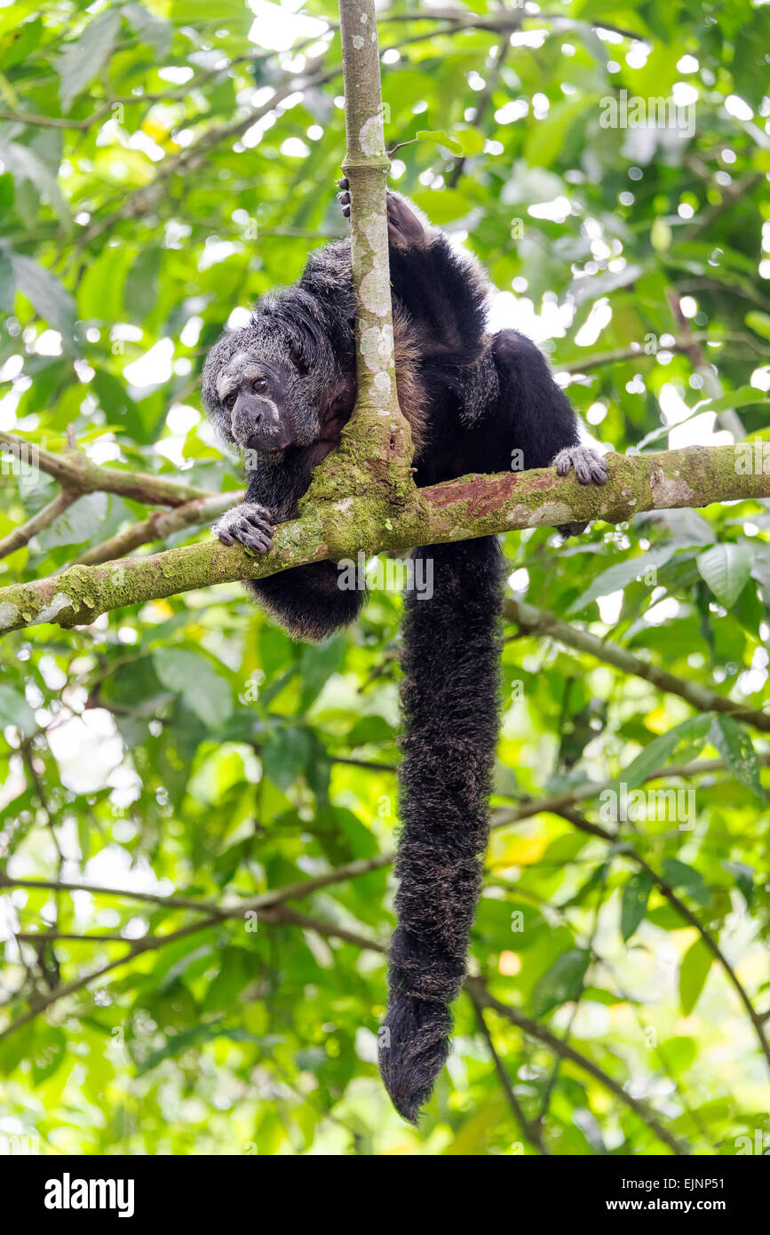 Monk Saki monkey in a tree in the Amazon Rainforest with long bushy ...