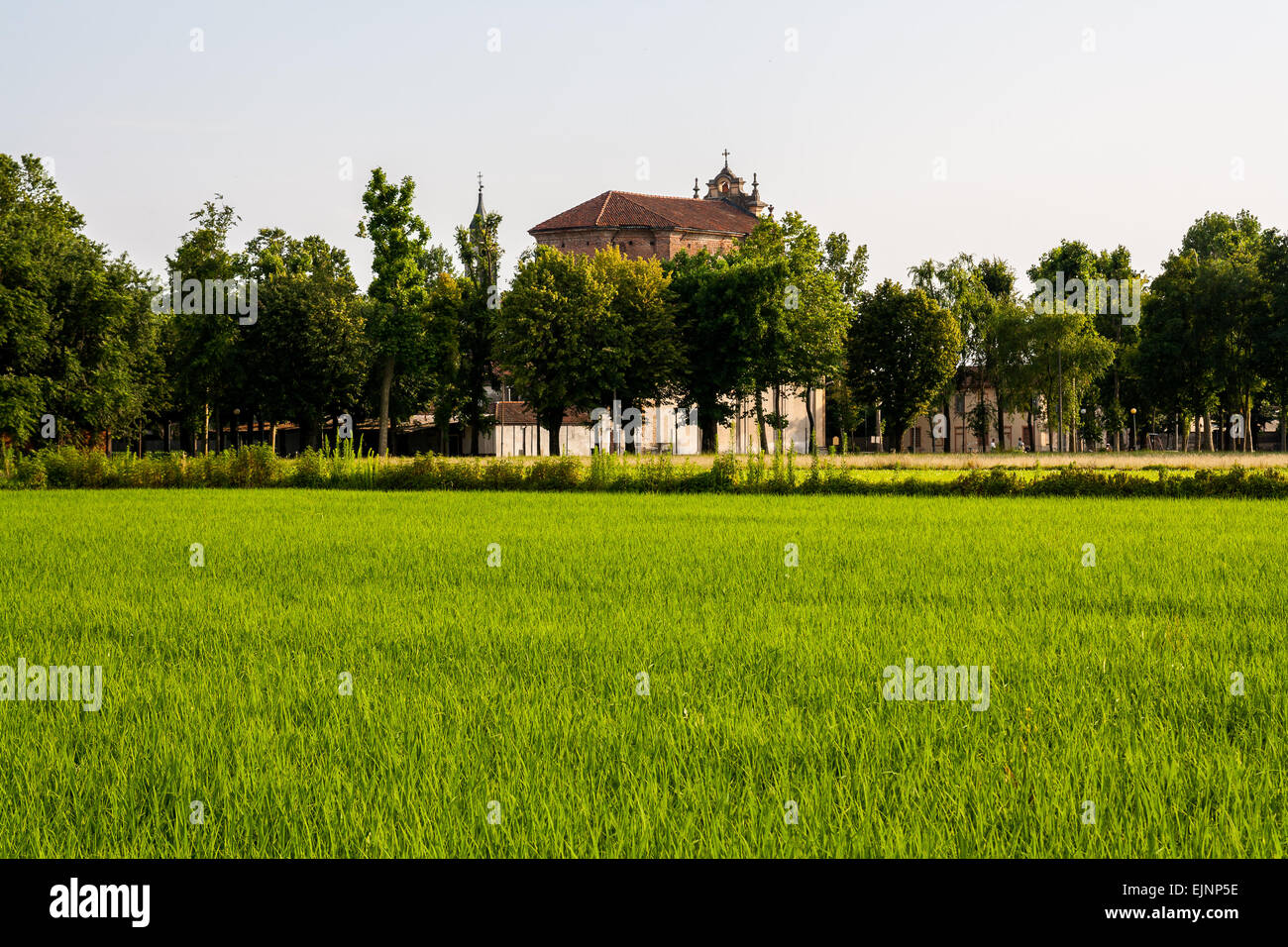 The cultivation of rice, Po Valley, Novara, Piedmont, Italy Stock Photo ...