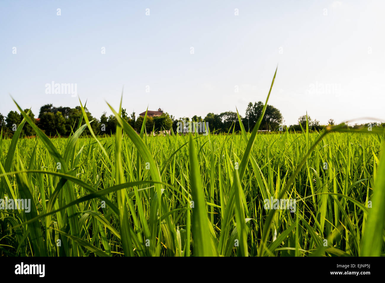 Rice paddy italy hi-res stock photography and images - Alamy