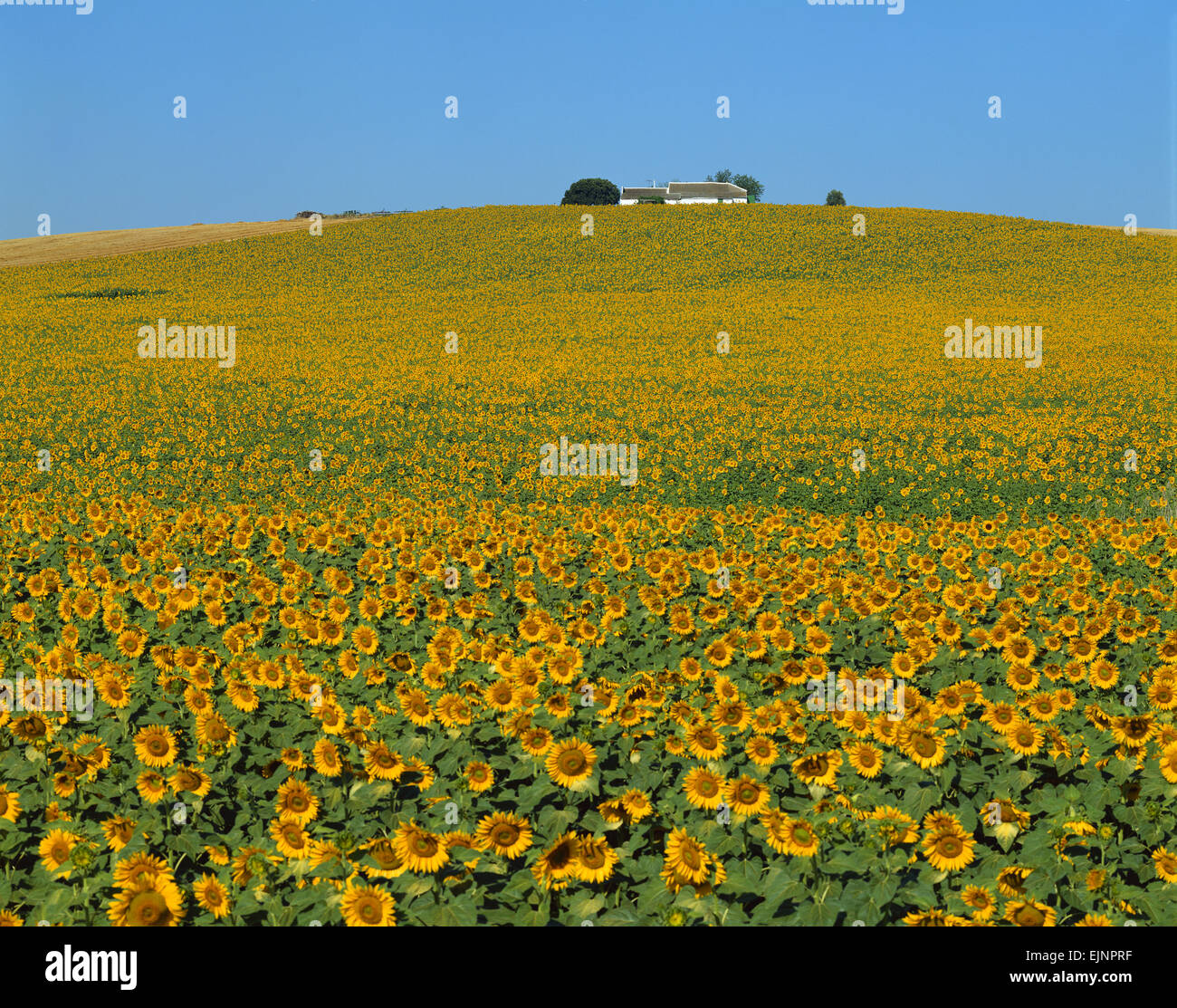 Sunflower field landscape hi-res stock photography and images - Alamy