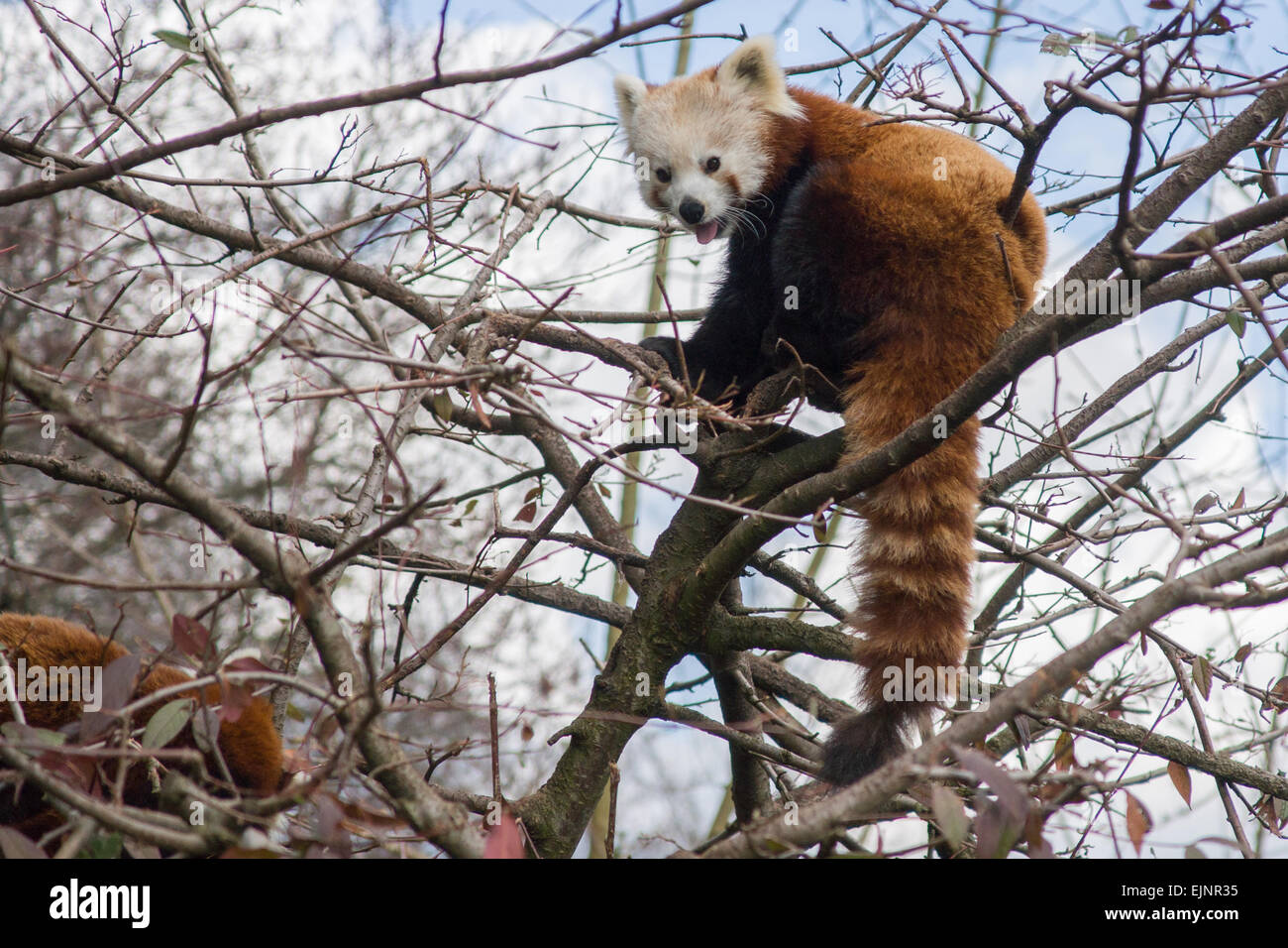 Red panda sitting in a tree Stock Photo - Alamy