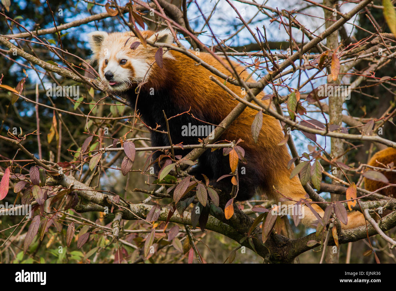 Red panda side view hi-res stock photography and images - Alamy