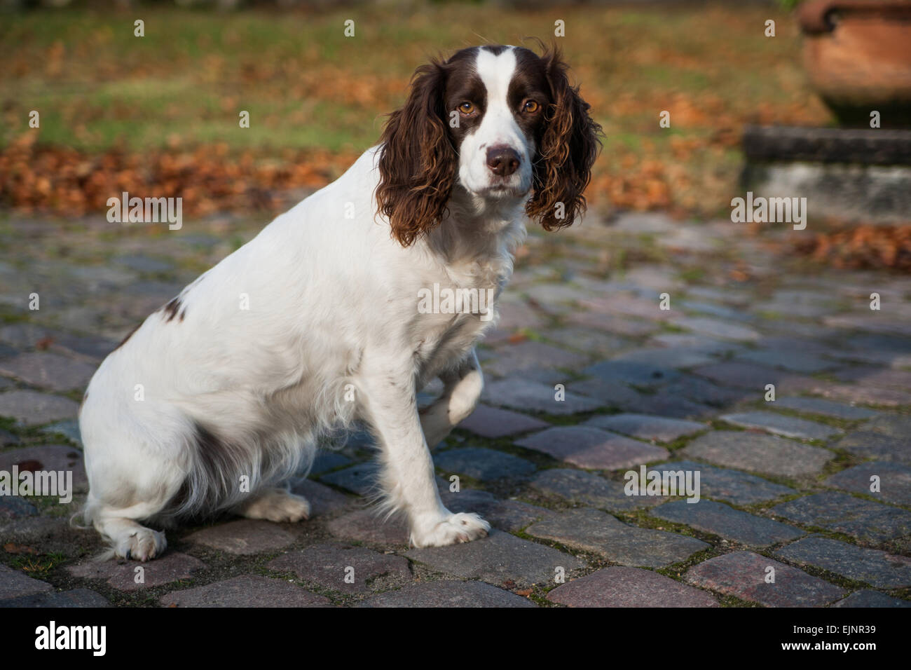 Cocker spaniel sitting outside Stock Photo - Alamy