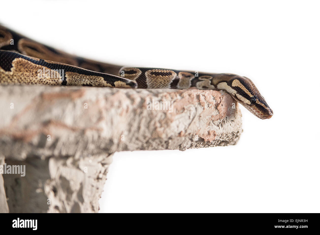 Snake on stone, isolated on white background Stock Photo - Alamy