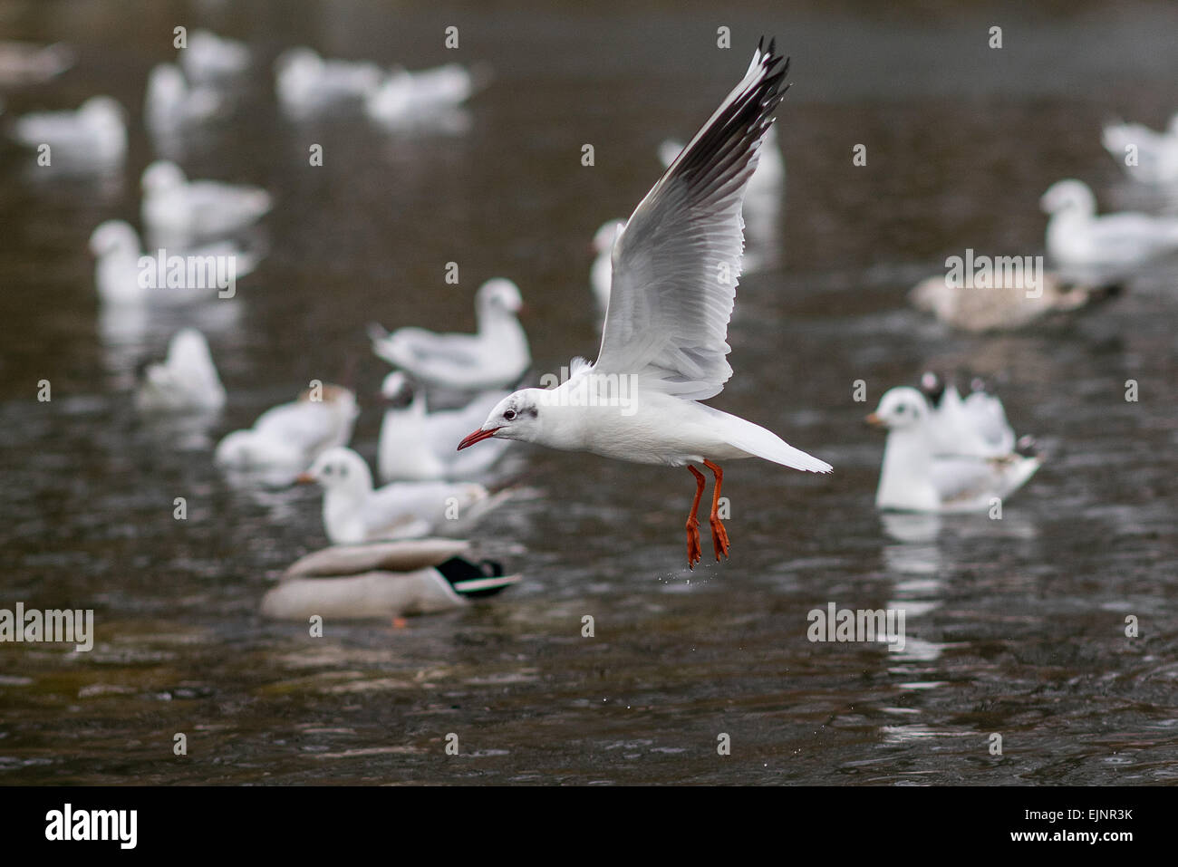 Webbed wing hi-res stock photography and images - Alamy