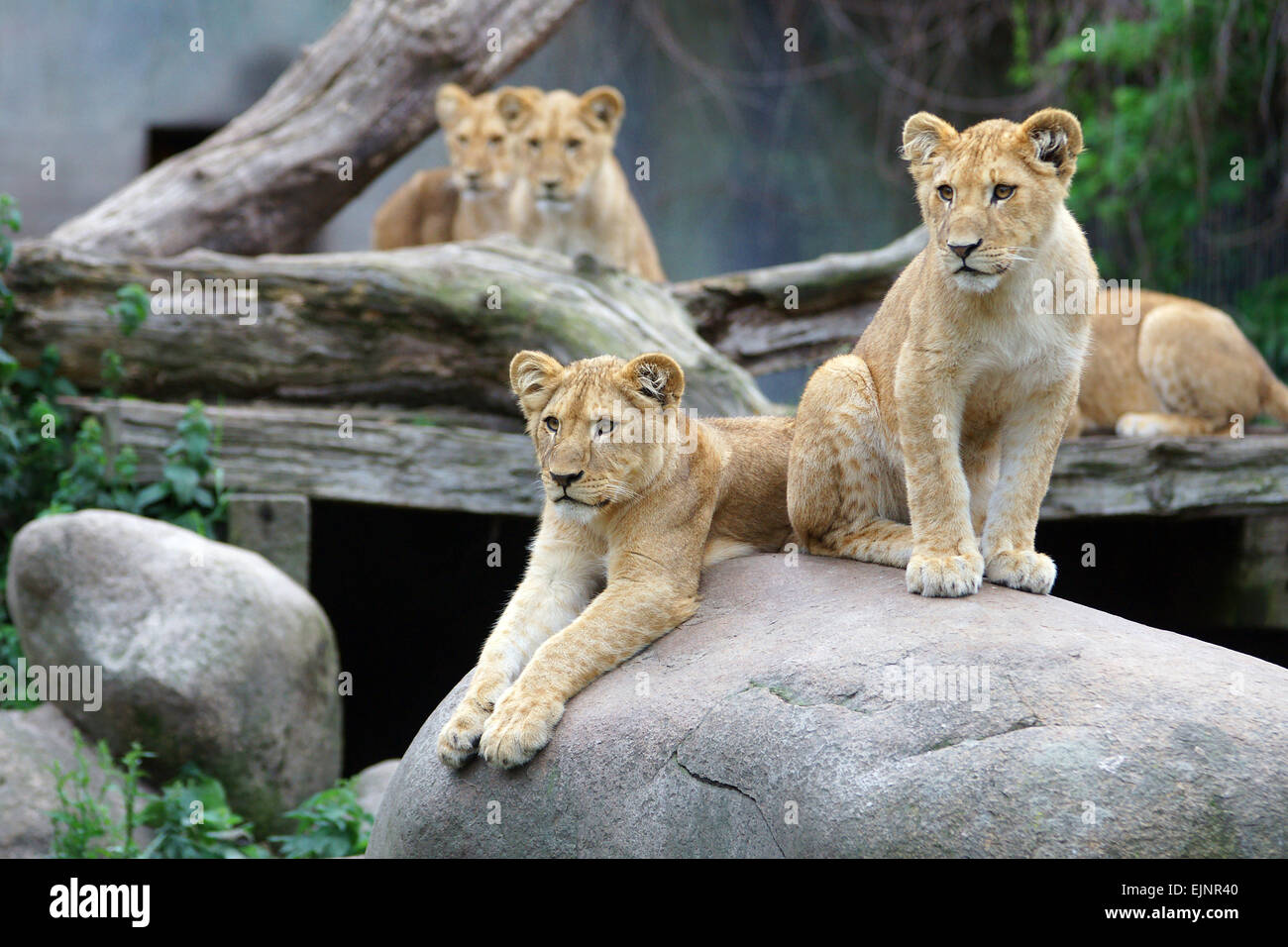 Curious lion cubs resting Stock Photo - Alamy
