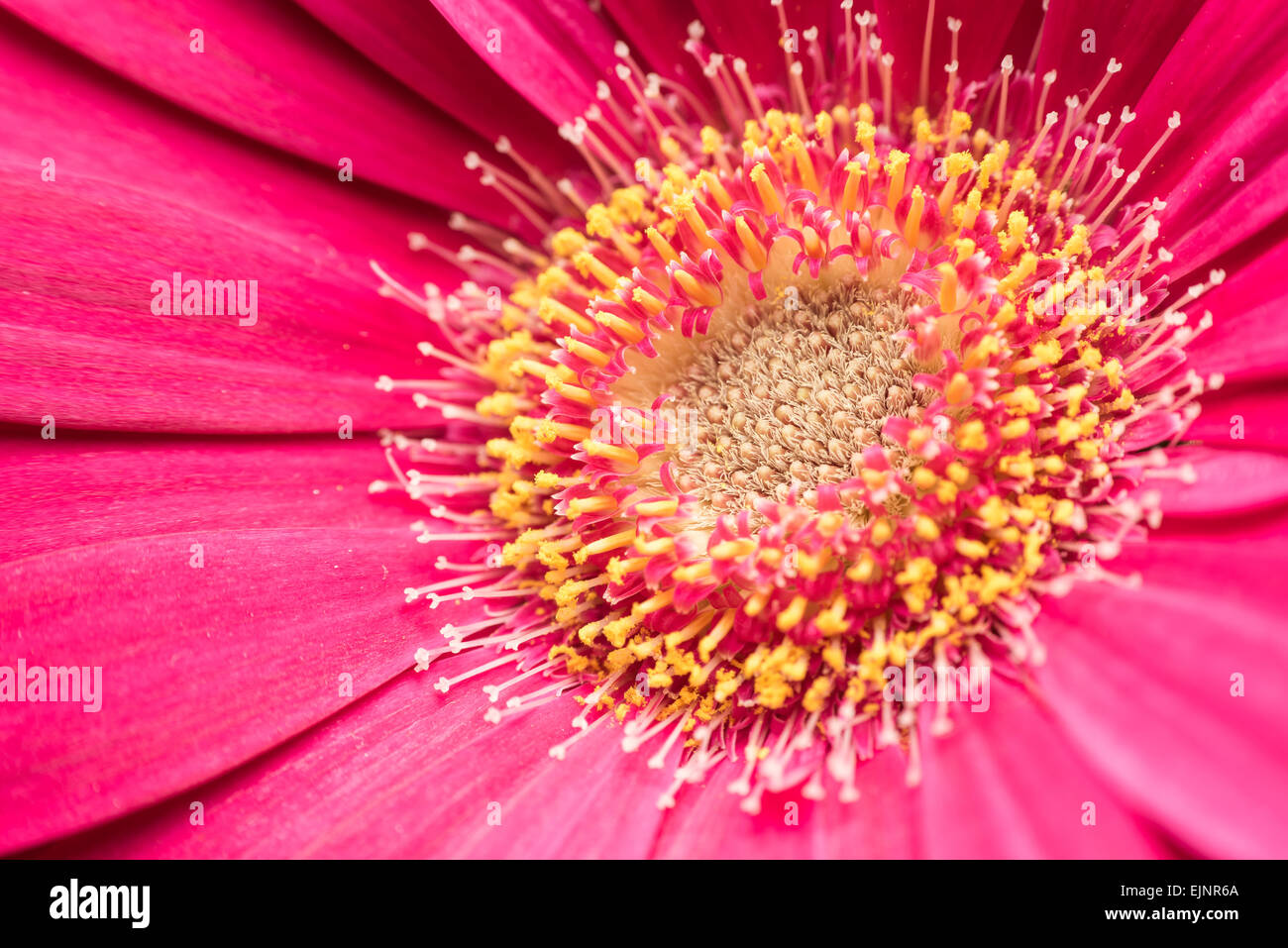 Head inside flower hi-res stock photography and images - Alamy